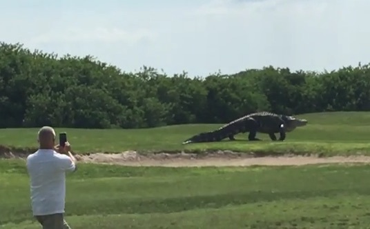 WATCH: Giant alligator strolls on US course